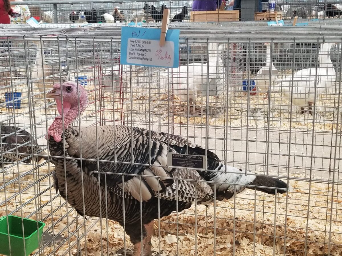 2022 MEGA SHOW Picture Gallery – 11.5.22 – Norman, OK – Canadian Valley ...